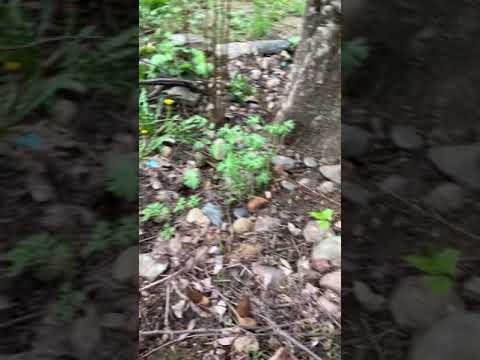 Wild Morels In Northern California