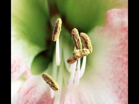 What is a Stamen