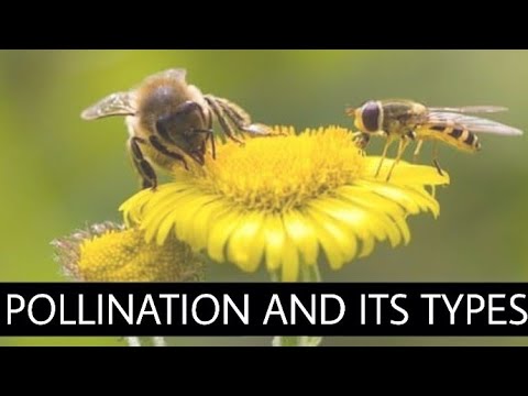What is pollination and its types in urdu | what is pollination? | Types of pollination in urdu