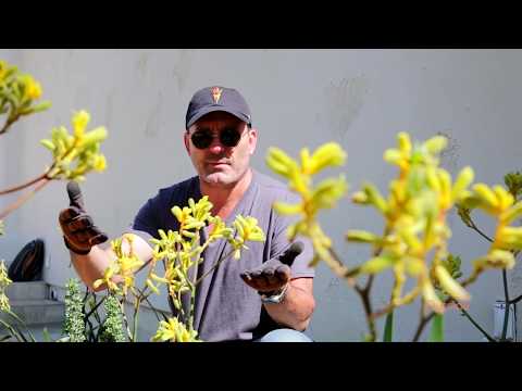 I F'n Love This Plant - KANGAROO PAWS