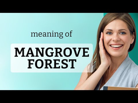 Exploring Mangrove Forests: A Journey Through Unique Ecosystems
