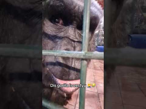 I Found A Zesty Gorilla Locked Up