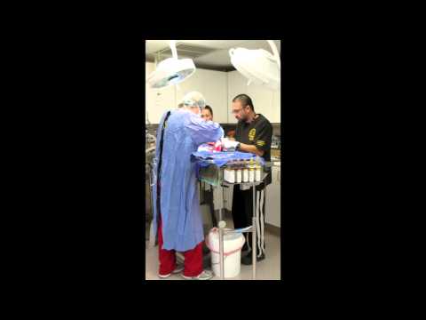 The Humane Society | Amanda Crandall-Correll