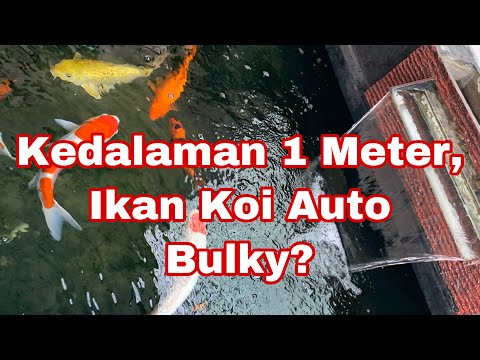 Review Perubahan Kolam Ikan Koi Mang Ewok, Kedalaman 1 Meter
