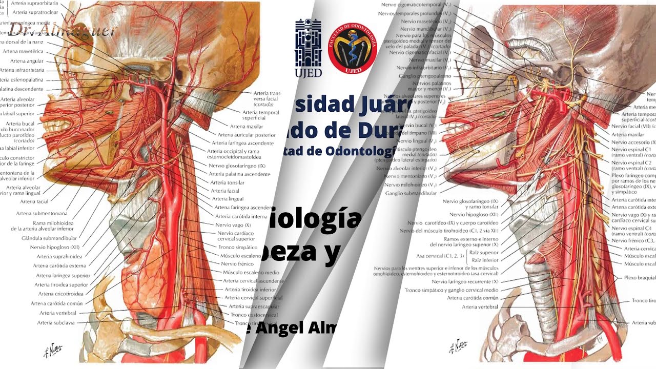 Miologia de Cabeza y Cuello, Generalidades, Dr. Almaguer