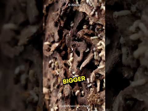 How is termite queen so big #shorts #termites #animal #animals