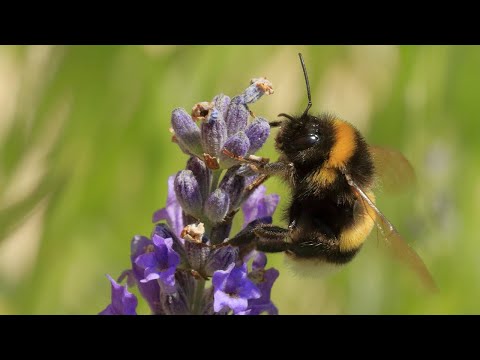 Strohman Says videos – Greg Strohman