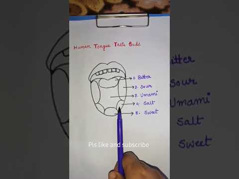 Human Tongue taste buds# Tongue# important video# youtube shorts
