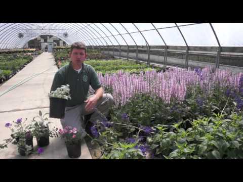 Annuals vs. Perennials