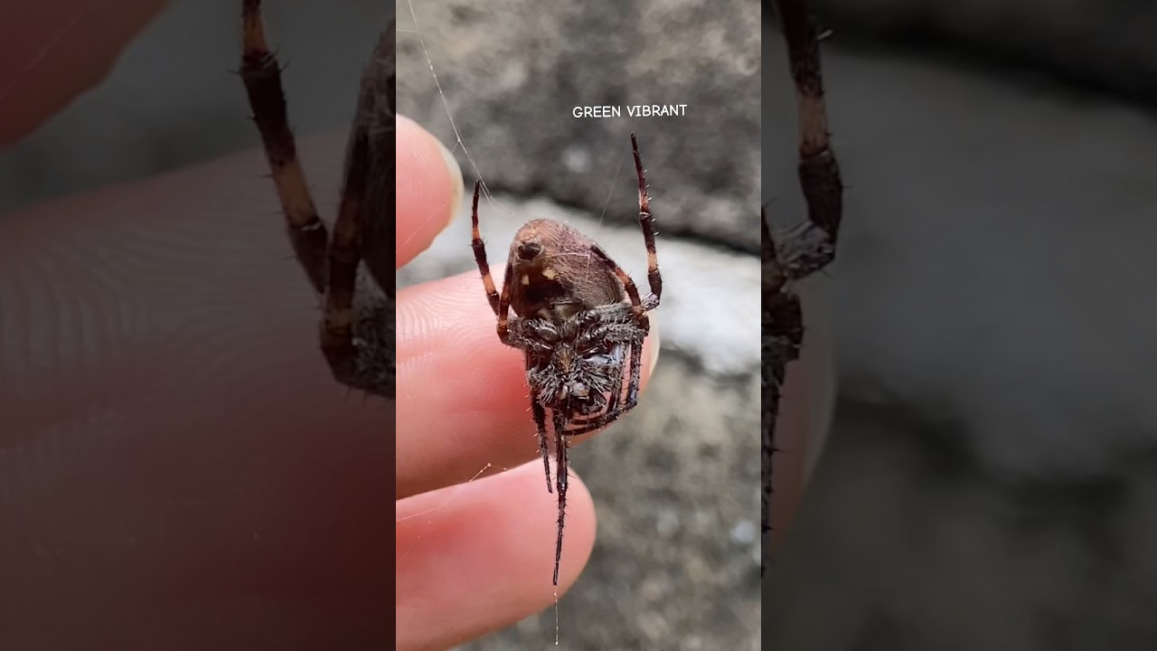 Try to handle (Neoscona crucifera) Orb weaver spider #shorts