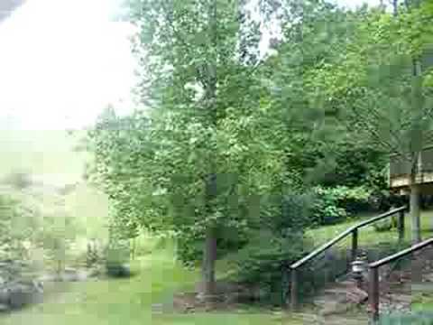 17 year Cicadas: Asheville, NC May 2008