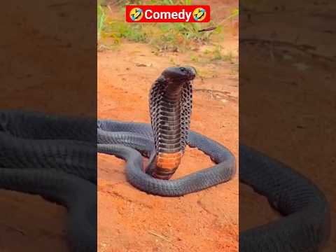 सांप वाला कॉमेडी🤣🤣 #shorts #youtubeshorts #comedy #trending #funny #viral #fourbrothers0786 #video