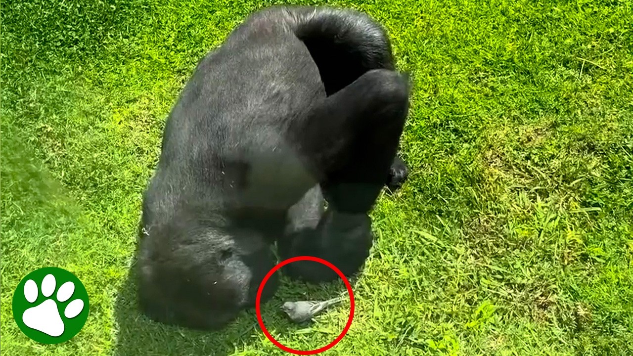Massive Gorilla Shows Incredible Compassion to Tiny Bird ❤️
