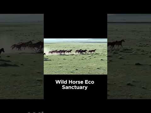 Meet The Wild Horses And Wildlife Of Wild Horse Ranch Eco Sanctuary