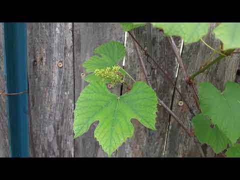 Grape Growth Stages