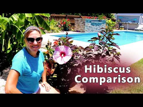 What's the difference between Tropical and Hardy Hibiscus?
