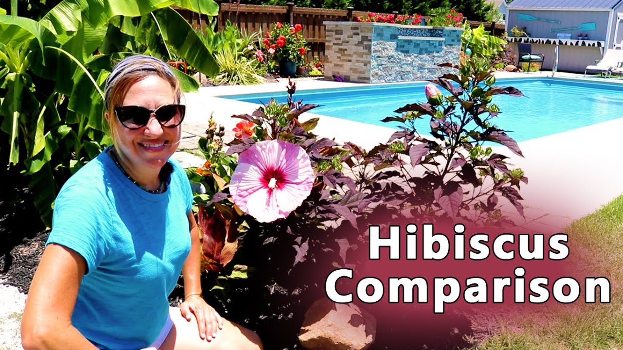 What's the difference between Tropical and Hardy Hibiscus?