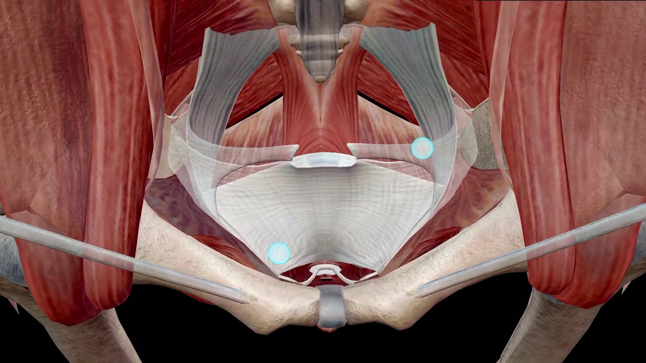 Visible Body | Comparing the Male and Female Pelvis