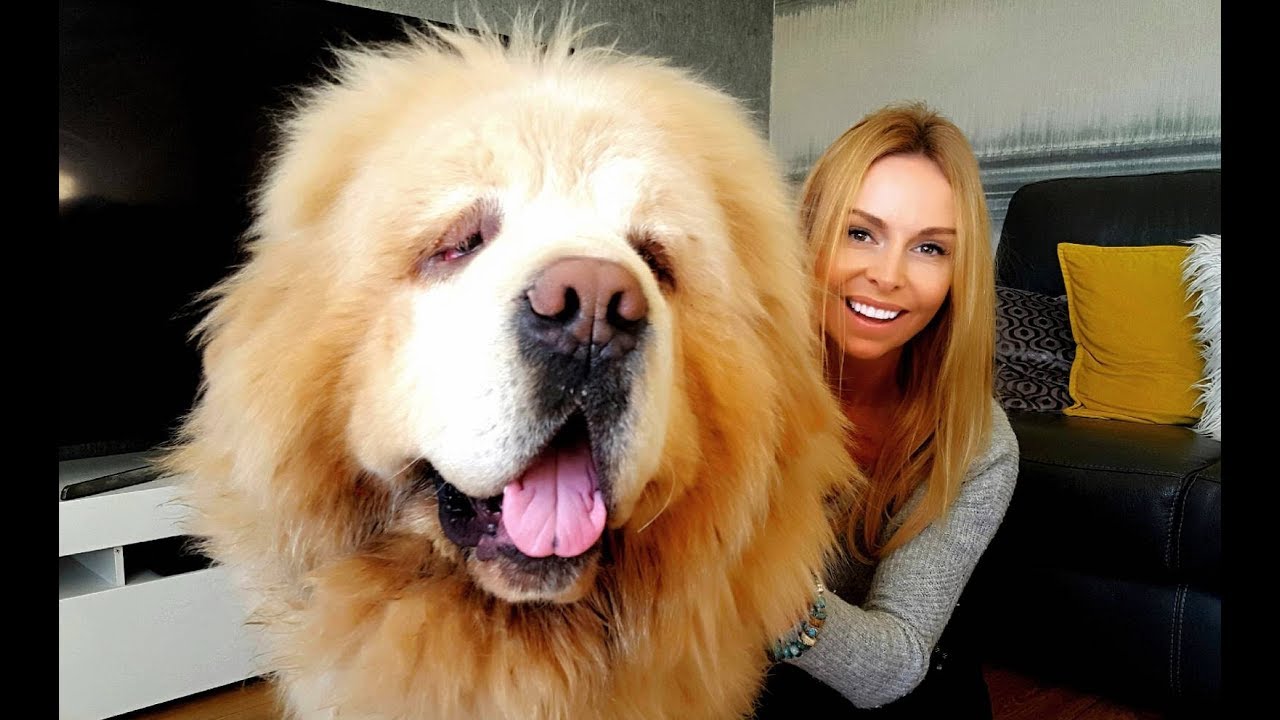 CHINESE TIBETAN MASTIFF - The World's Most Expensive Dog