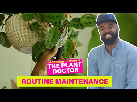 Routine Maintenance | The Plant Doctor | Apartment Therapy