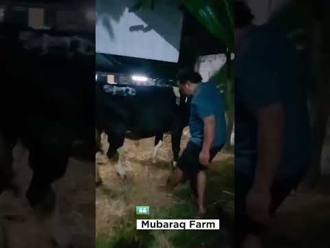 Ajak Sapi Foto #sapi #cow #sapigemuk #sapijumbo