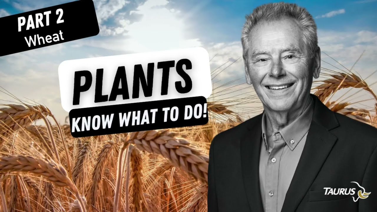 Plants Know What to Do! Part 2: Wheat