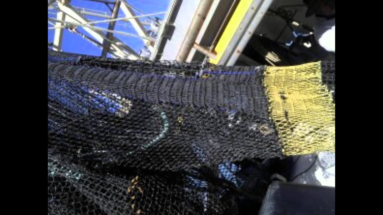 Prawn Trawling and Bycatch Reduction in Moreton Bay