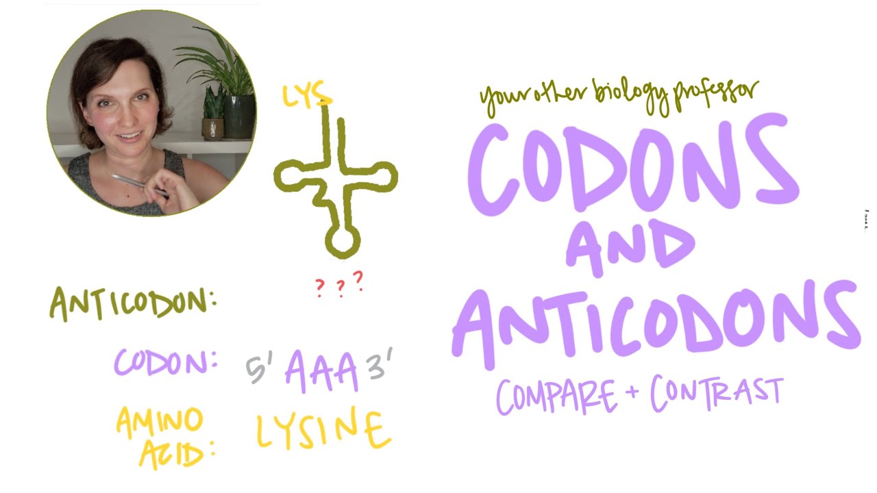 Codons and Anticodons Explained
