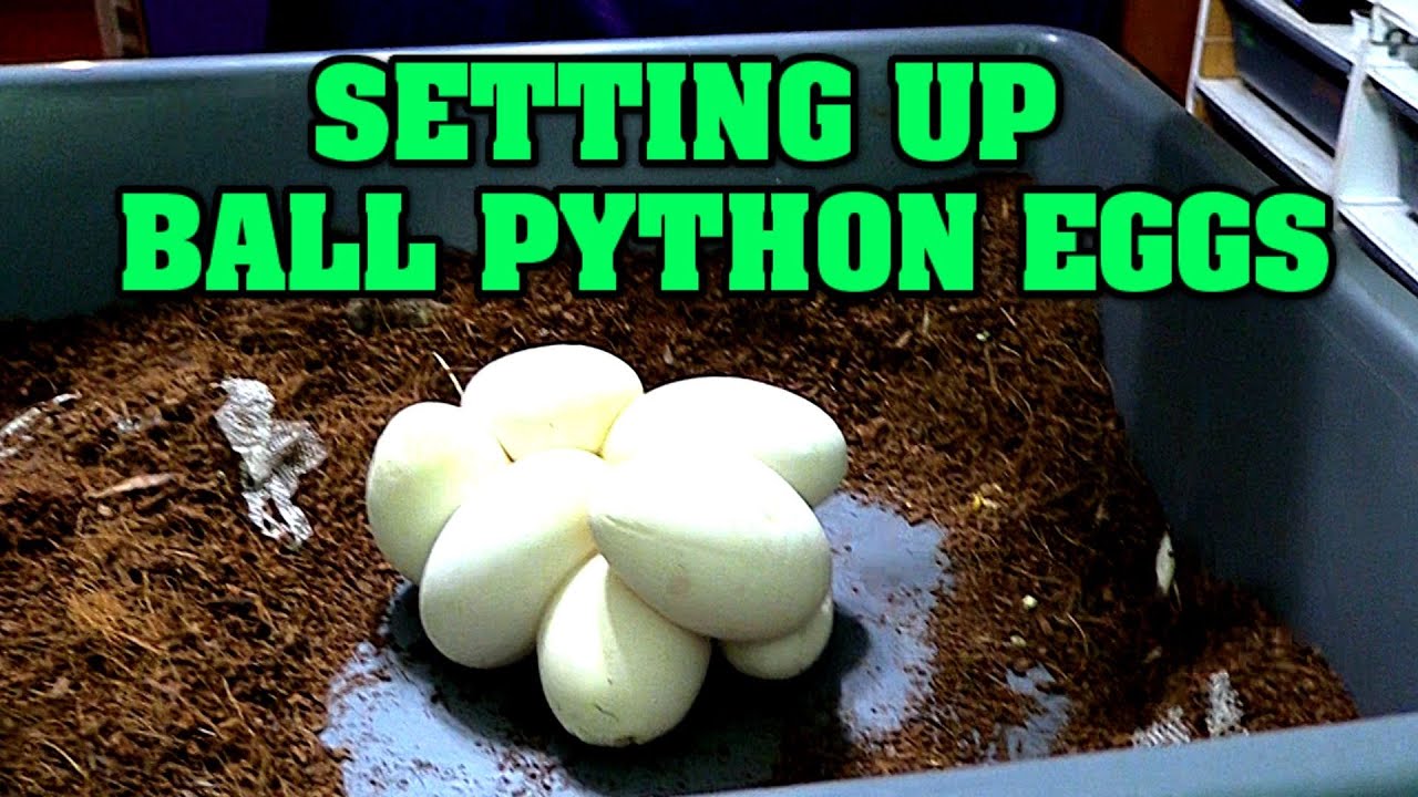 We pull python eggs!!!  How many ball python eggs???