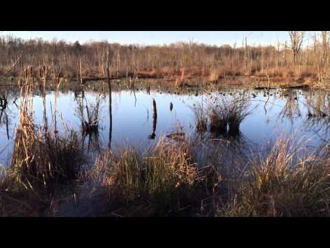 The Zekiah Swamp Behind Dr. Mudd's House