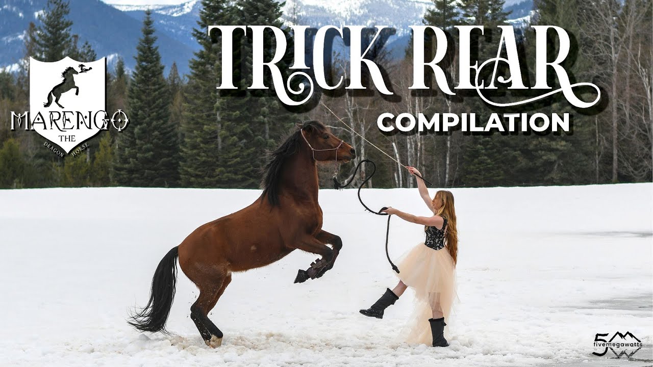 Horse Tricks: Rearing Compilation