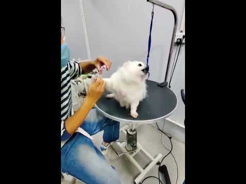 Haven't started cutting it yetPomeranian Pomeranian baby silly puppy