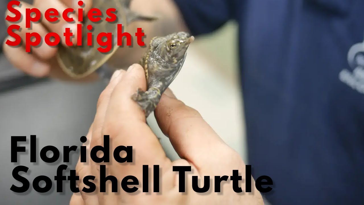 Talkin' Reptiles: Species Spotlight: The Florida Softshell Turtle