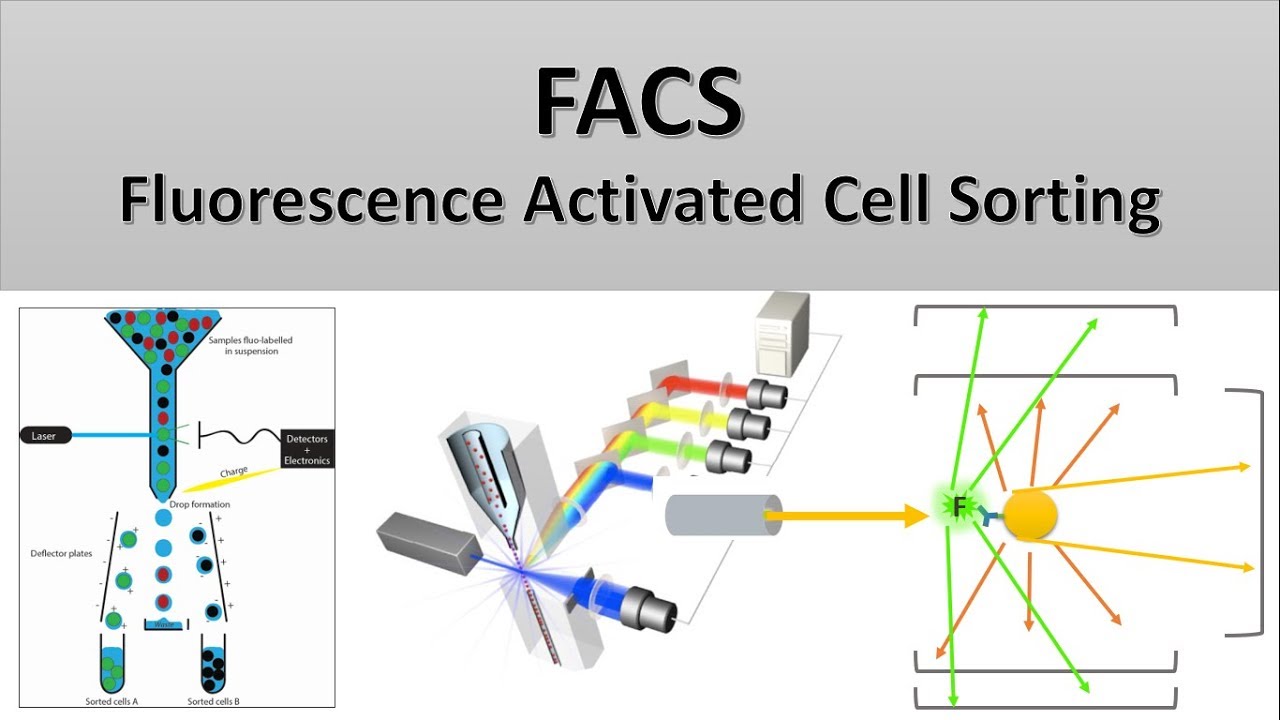 The Principle of Flow Cytometry and FACS (2- FACS: Fluorescence Activated Cell Sorting)