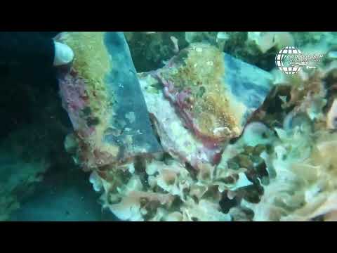 Trovati a Taranto resti di una nave romana affondata duemila anni fa
