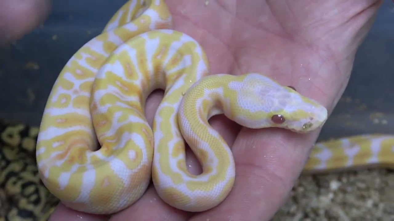 GHI Lavender Ball Python Clutch Update!