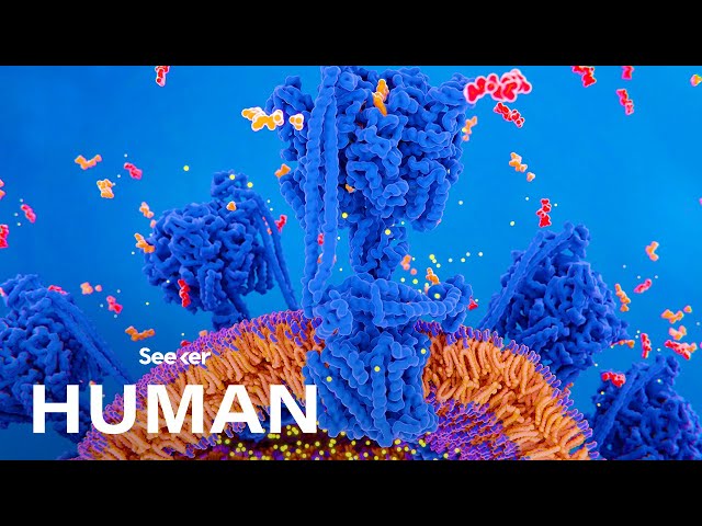 Understanding How Your Body Converts Food Into Energy | Galaxy