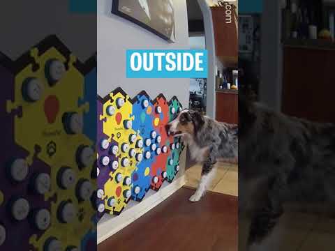 Talking Dog Scans His FluentPet Button Board For The Words He Wants TO Say - Australian Shepherd Pup