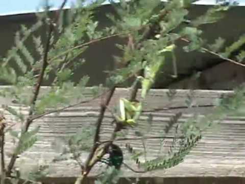 Japanese Beetles & Praying Mantis