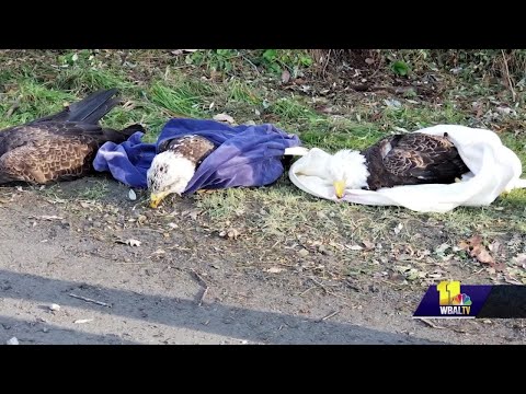 Man helps save bald eagles found in distress in Carroll County