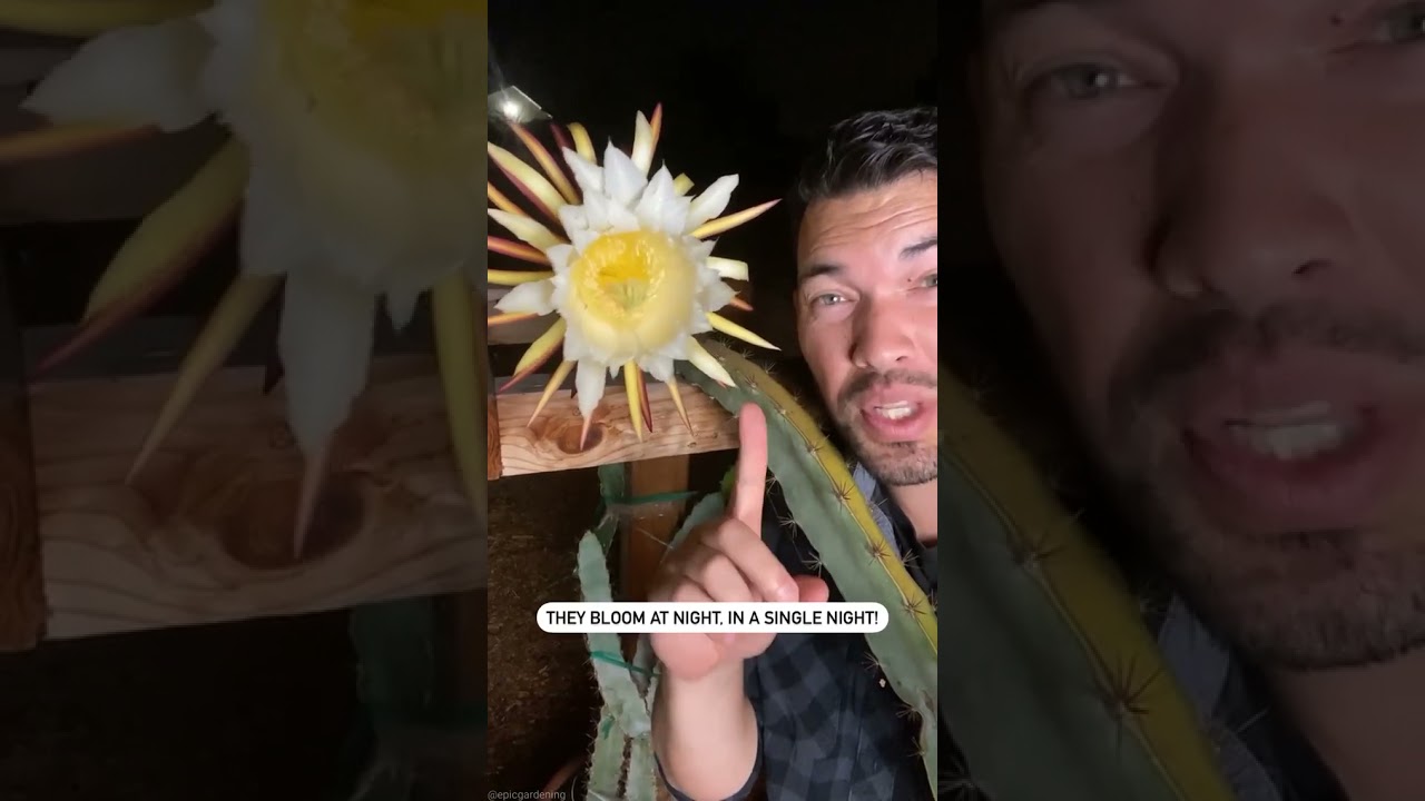 Dragonfruit blooming and hand pollination | Epic Gardening Shorts