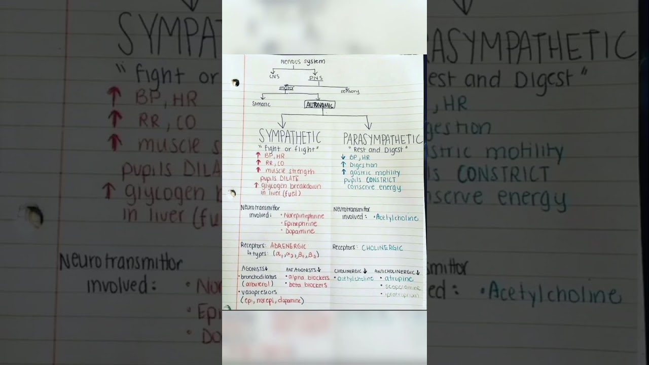 Autonomic nervous system physiology and nervous system