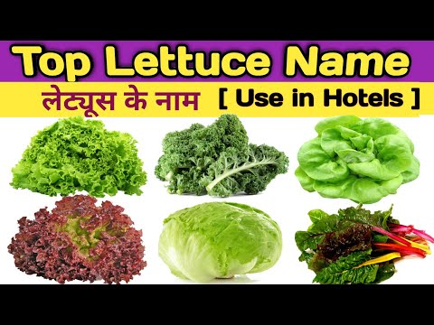 Name of Lettuce !! Lettuce Name !! Types of Lettuce !! Lettuce ke Naam !!Leafy Vegetable|Salad Patta