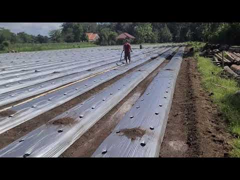 Brilliant Manual Irrigation Method for Mulched Farmland! - Agriculture Farming