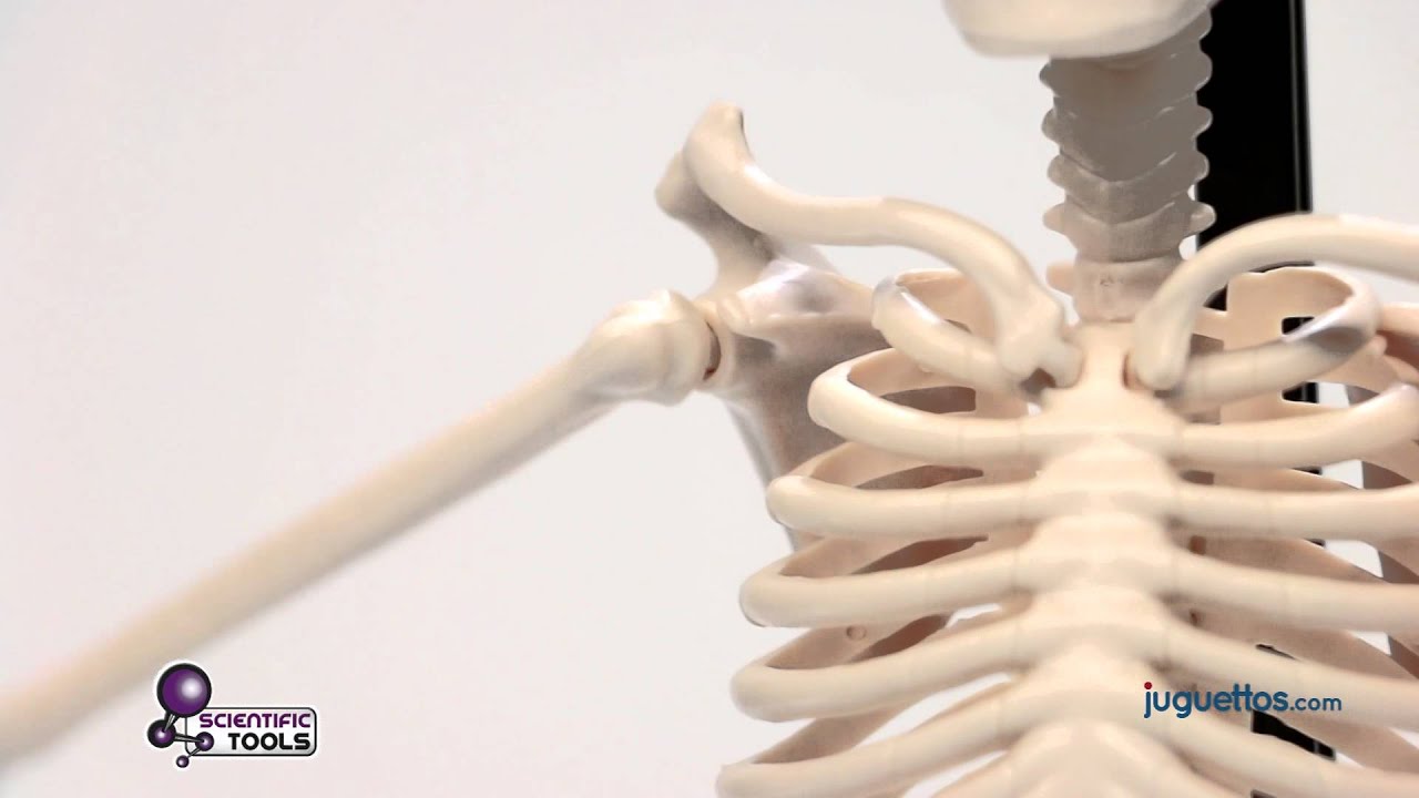 SCIENTIFIC TOOLS - Esqueleto Humano
