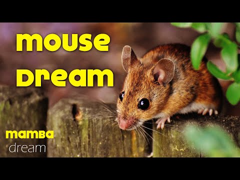 What does it mean to dream about a mouse. Never ignore dreaming of a mouse. surprising meaning