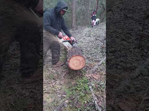 Ported Stihl 034/036 hybrid
