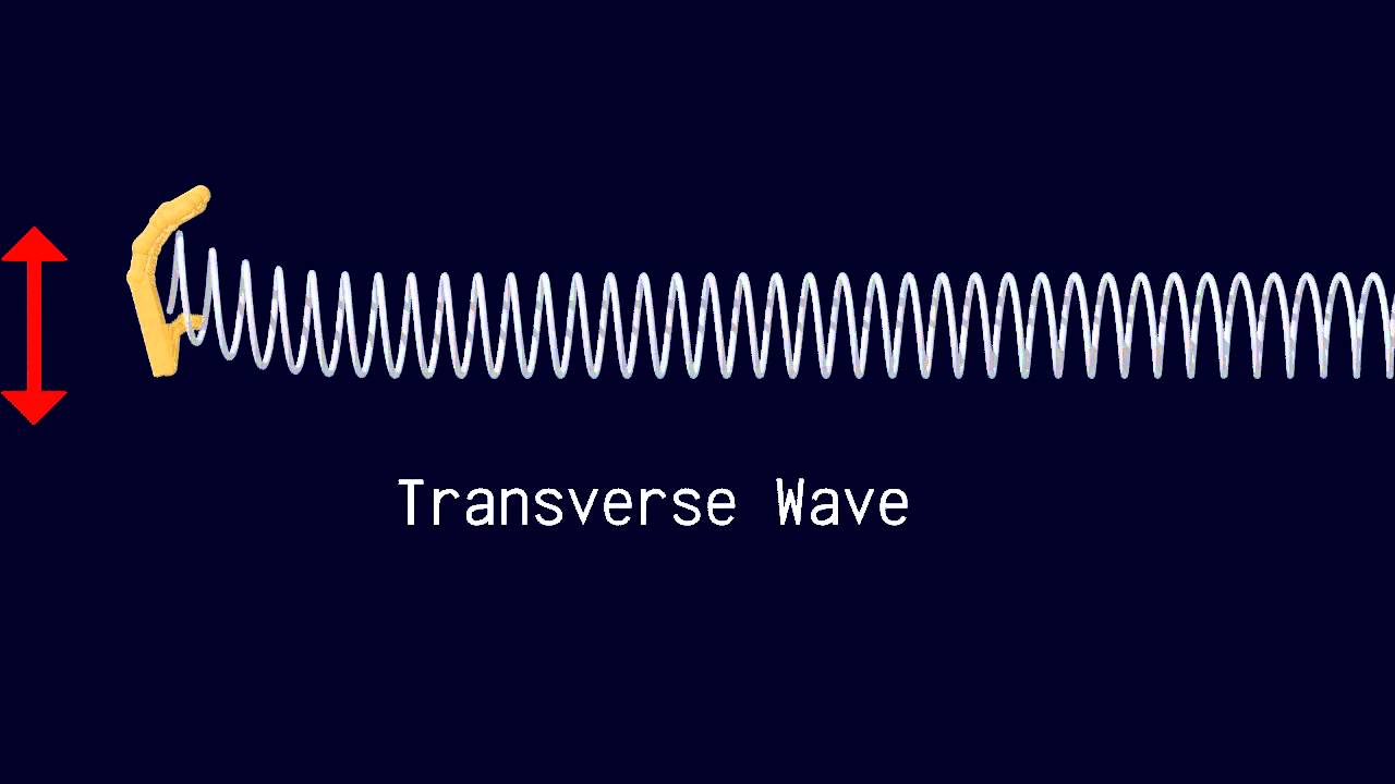 Longitudinal and Transverse Waves