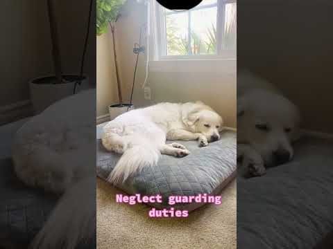 The truth about owning a Great Pyrenees Dog [Owner's Perspective]