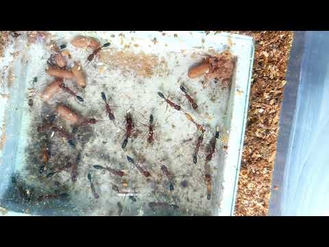 Harpegnathos saltator | Liebig Lab | ASU SIRG | 2025-06-23